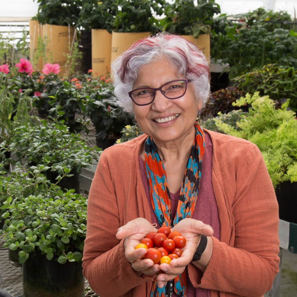 Grains in the Rain: Study Opens the Door to Flood-Resistant Crops ...