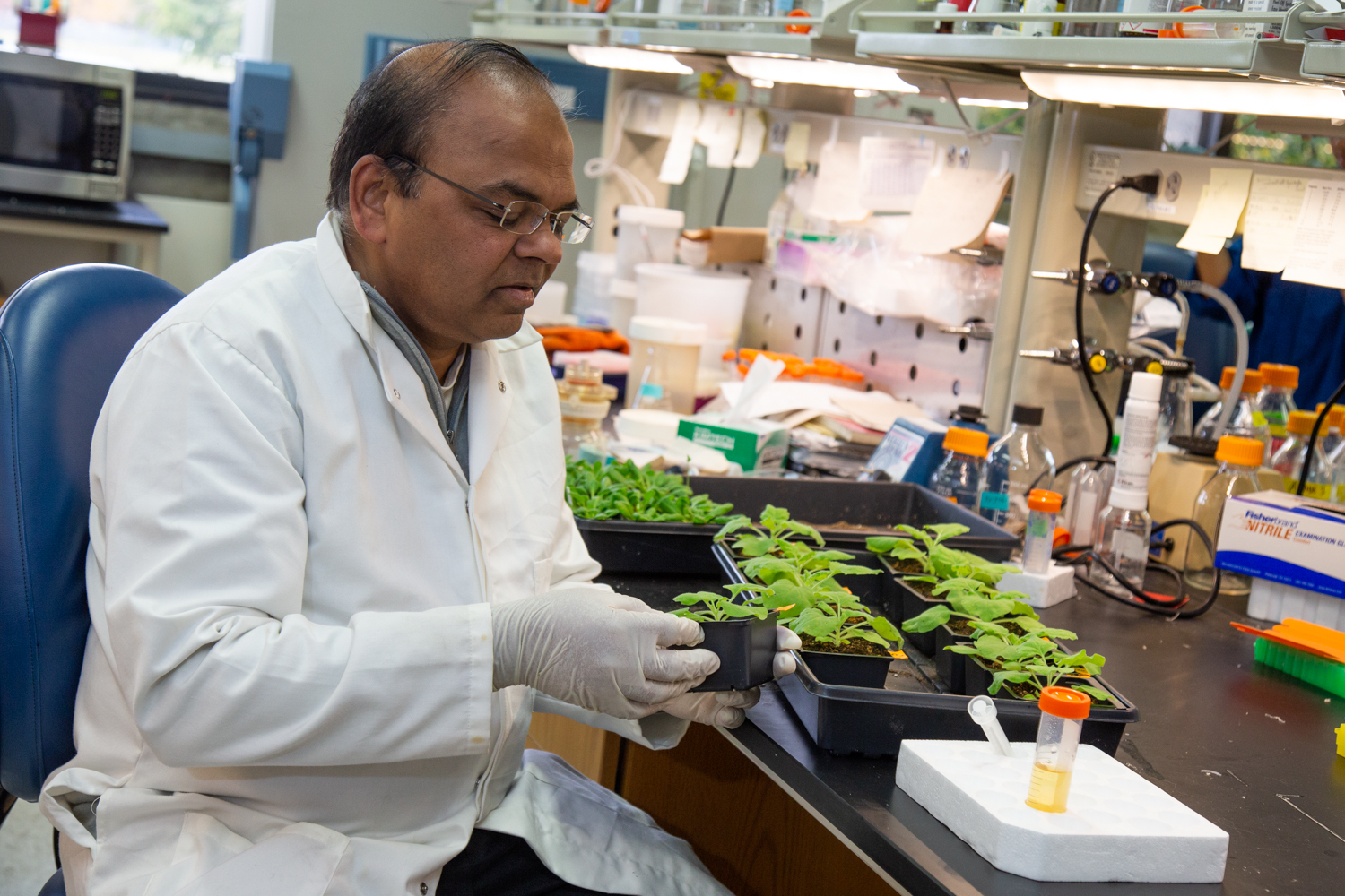 College of Biological Sciences - Discovering Curiosity: Tilling the Fields of Plant Molecular ...