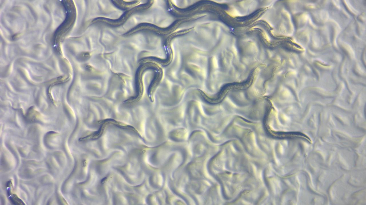 Wayward Ways: New Study Reveals How the Nucleus Travels | College of ...