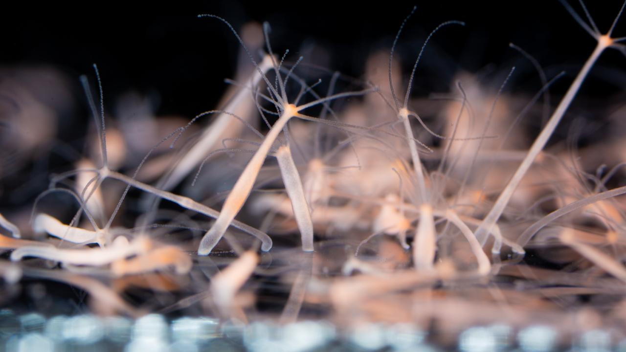 Mapping Cells in the “Immortal,” Regenerating Hydra | College of ...