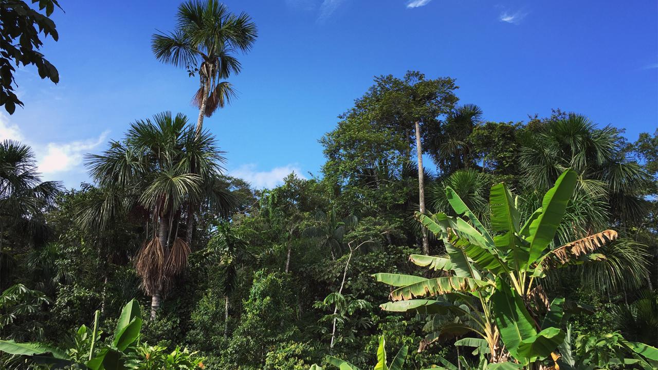 Earth BioGenome Project to Sequence All Life | College of Biological ...